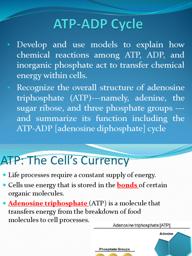 Atp Adp Cycle | PDF