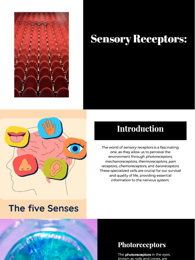 Sensory Receptors | PDF