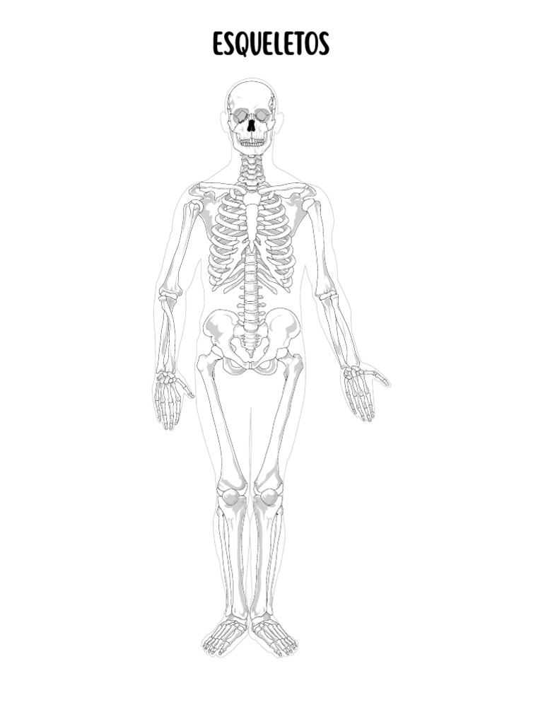 Esqueleto | PDF