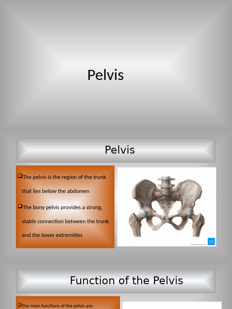 Anatomy of Pelvis | PDF