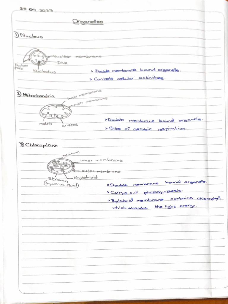 Bio Notes 02 | PDF