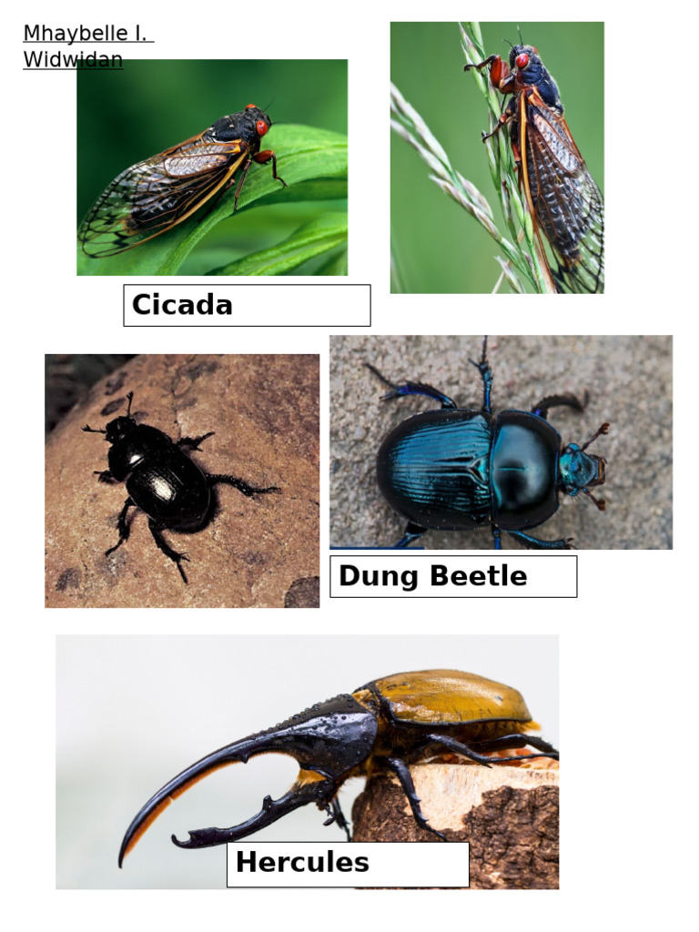 Beetles | PDF
