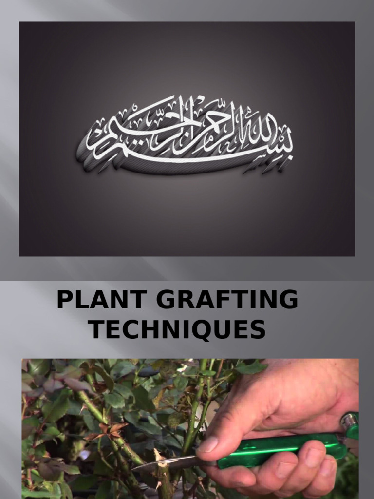 Plant Grafting Methods | PDF | Grafting | Home & Garden
