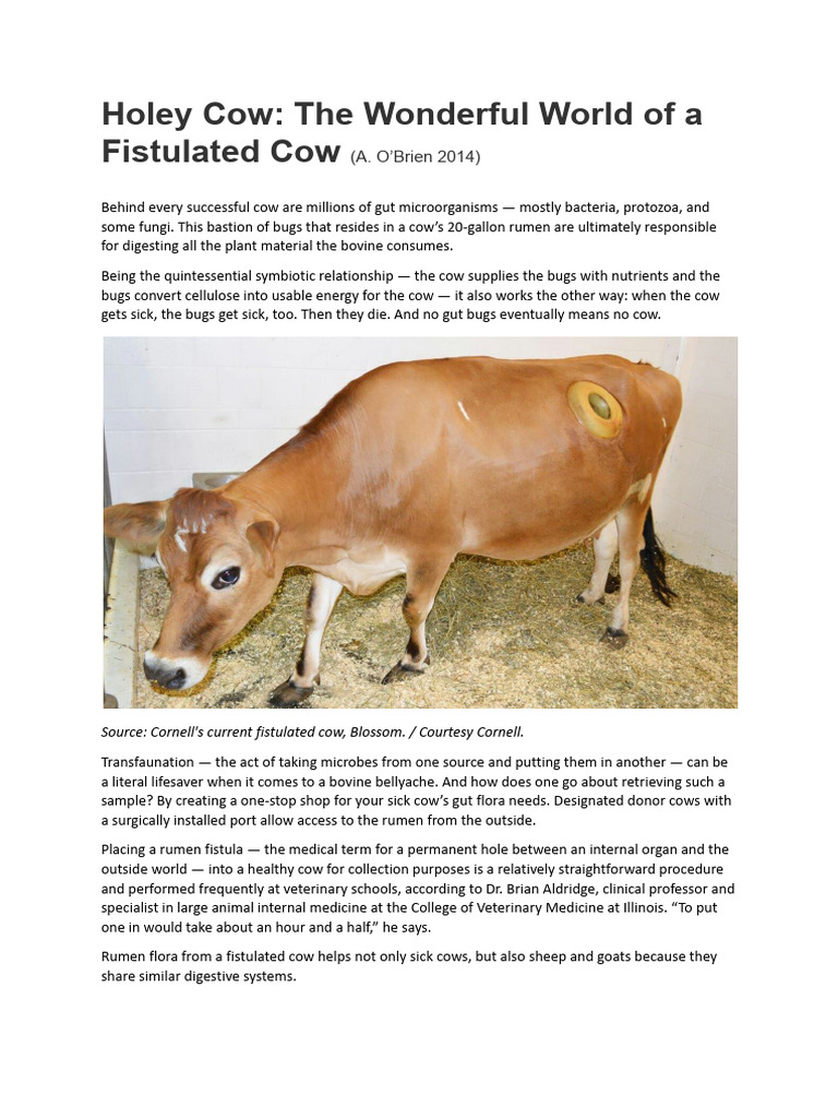 Holey Cow | PDF