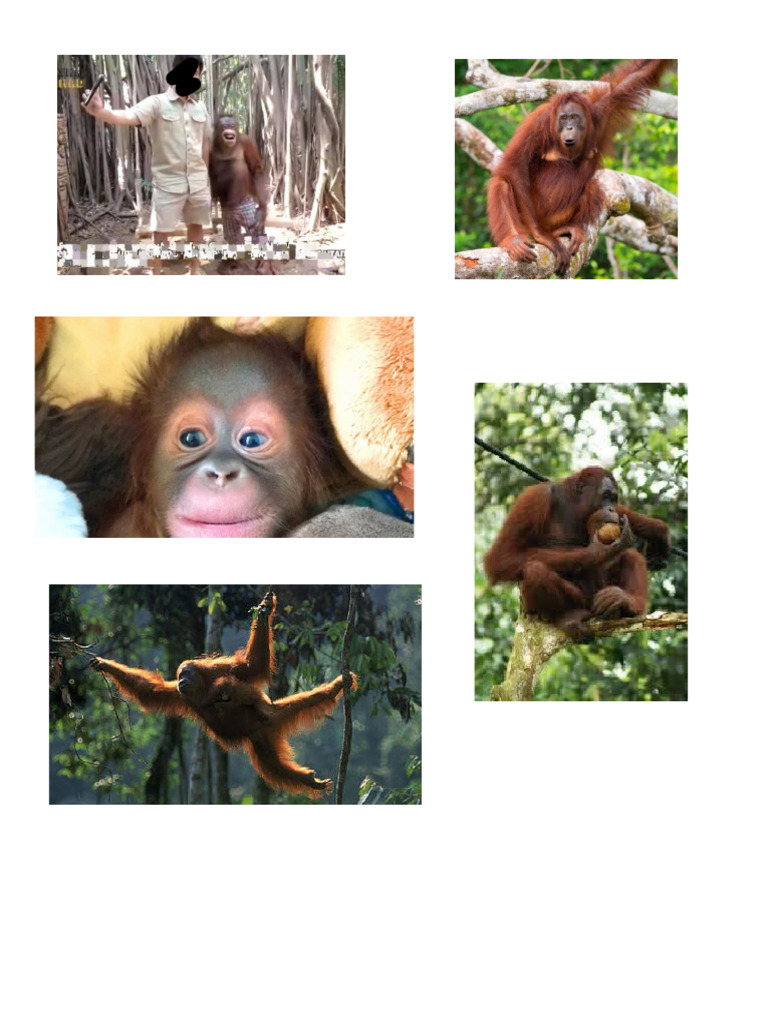 Orangutan 1 | PDF
