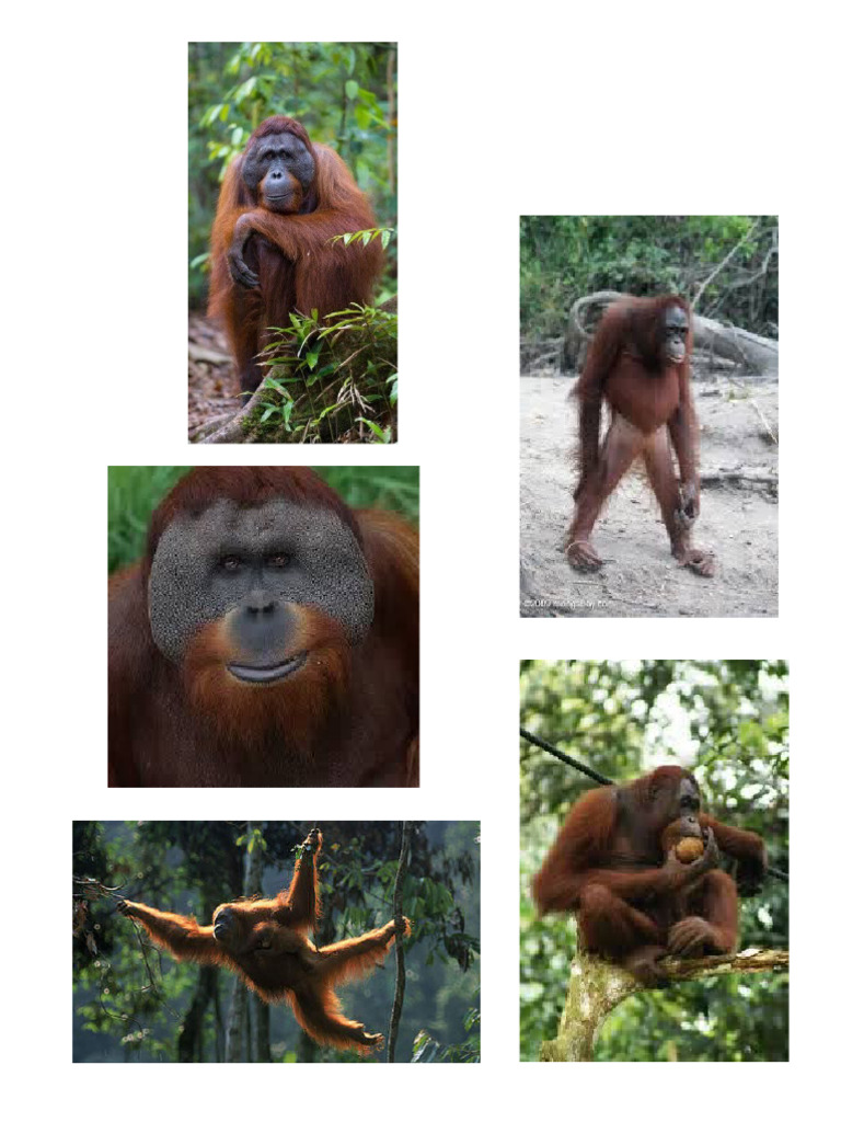 Orangutan | PDF