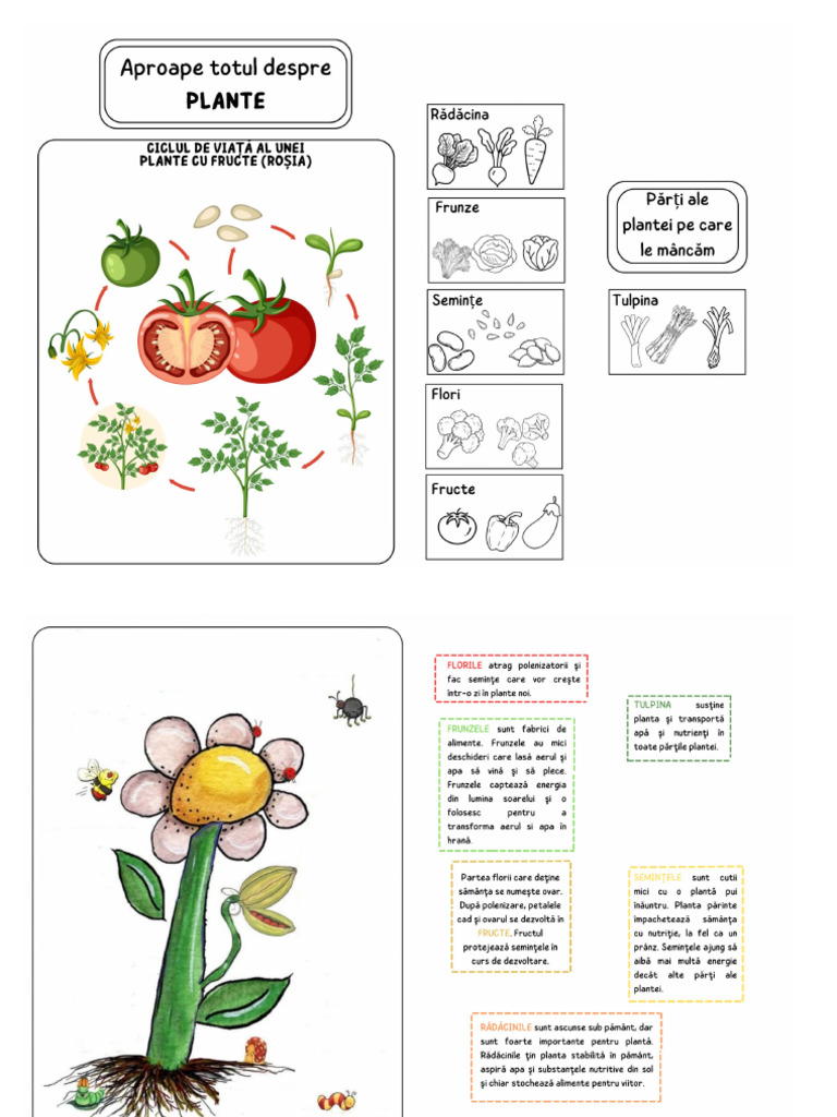 Lapbook Partile Unei Plante | PDF