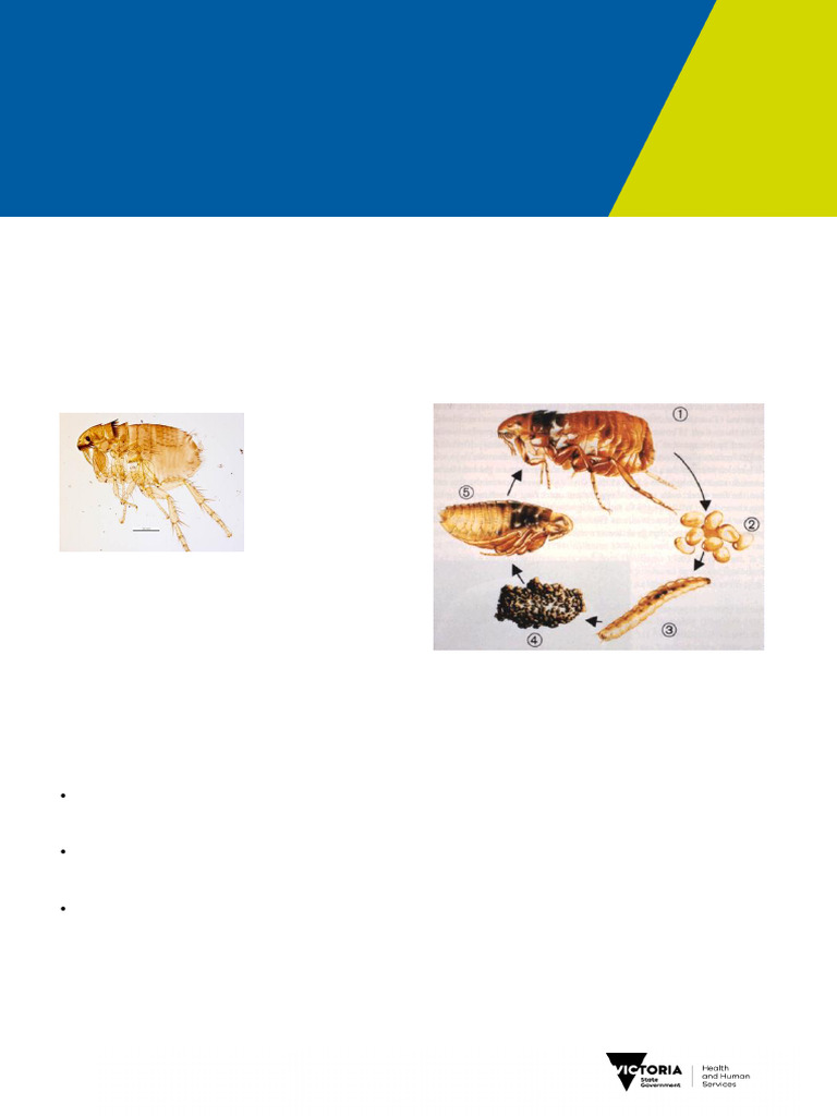Technical Note Number 19 - Fleas | PDF
