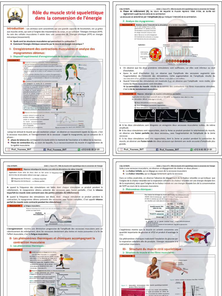 Unite1 Cours2 Muscle 2P | PDF