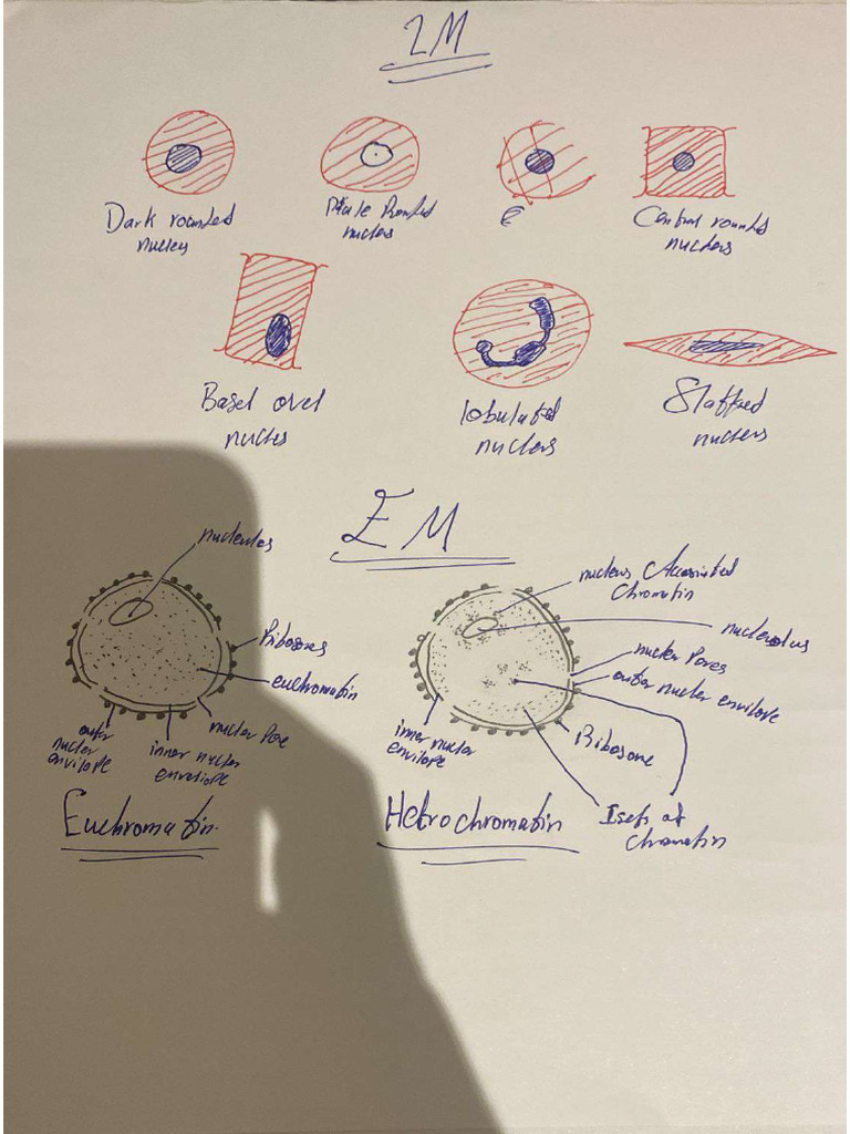 Histology Assignment 1 | PDF