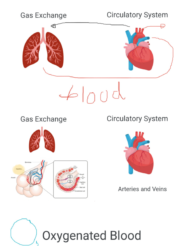 Gas Exchange and Circulatory System | PDF