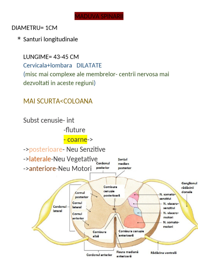 Maduva Spinarii Clasa A 7 A | PDF