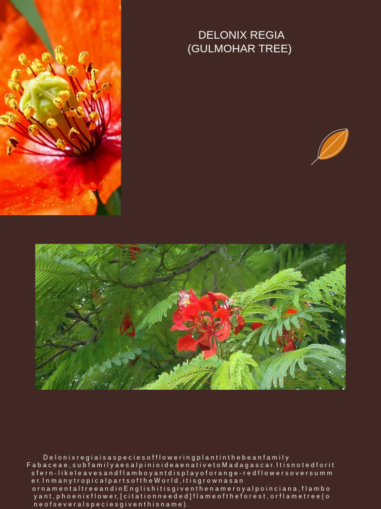 Delonix Regia Gulmohar Tree 2023476 | PDF
