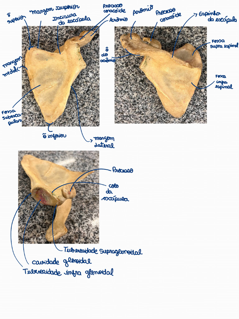 Anatomia | PDF