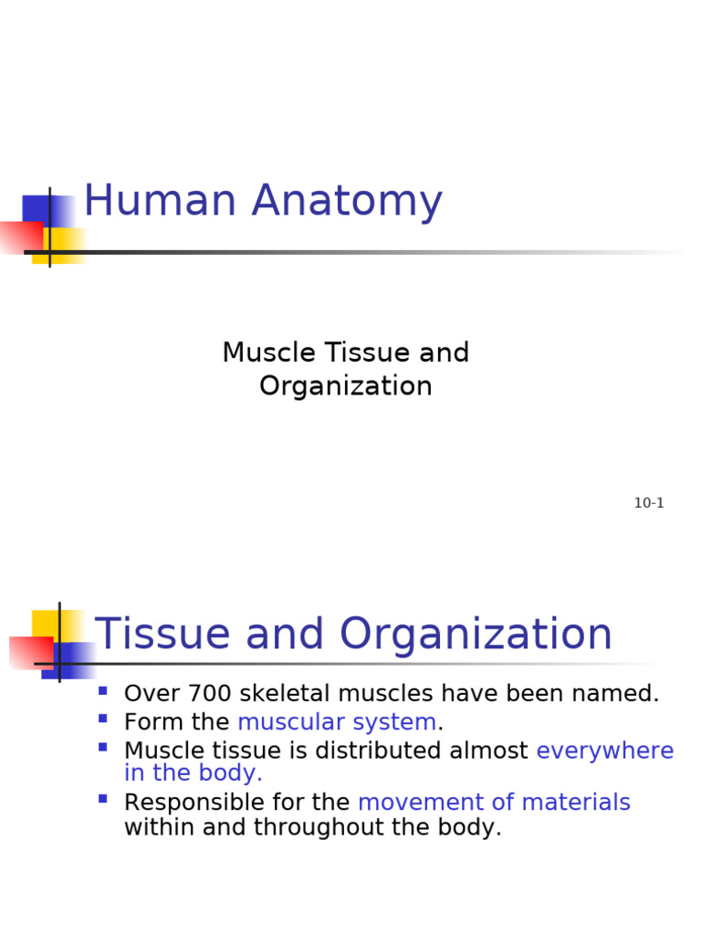 Ch10 Muscle Tissue | PDF