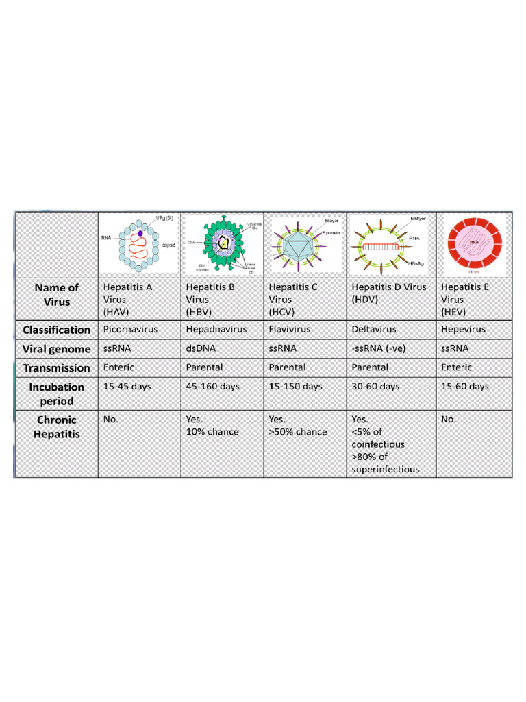 Hepatitis Virus Chart | PDF