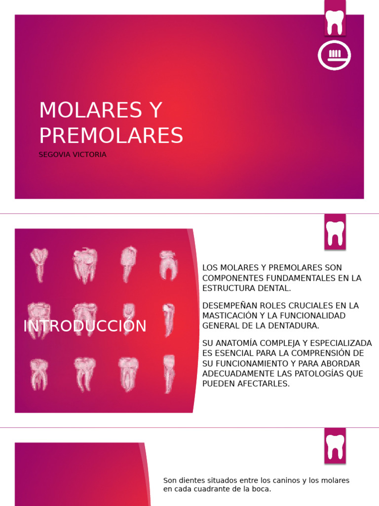 Molares y Premolares | PDF