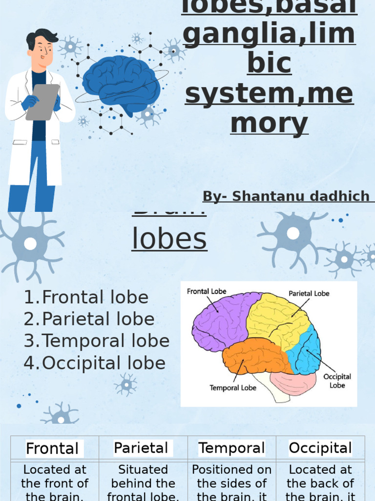 Brain Lobes, Basal Ganglia, Limbic System, Memory | PDF