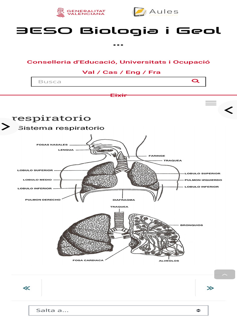3ESO Biologia I Geologia 2324 1708934434 Respiratorio | PDF 3ESO Biologia I Geologia 2324 1708934434 Respiratorio | PDF