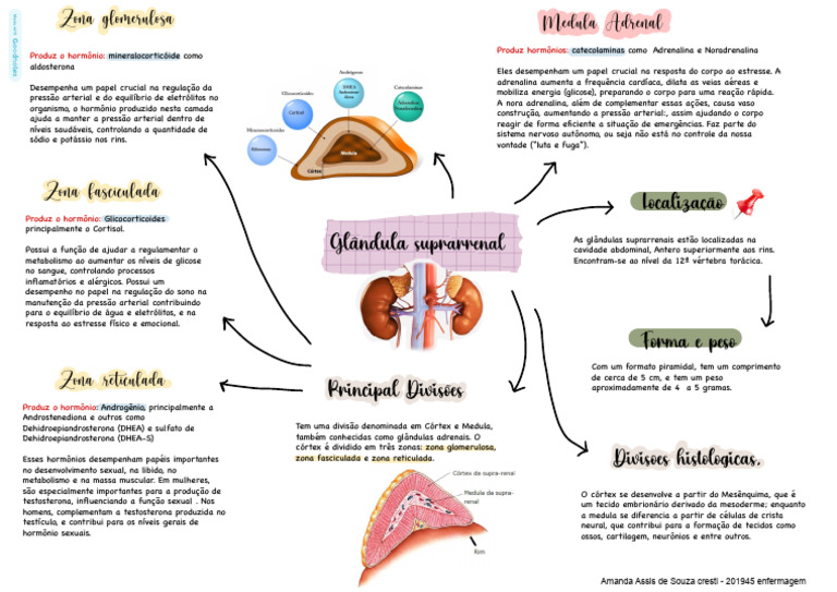 Estrutura e Função das Glândulas Suprarrenais | PDF | Glândula ...
