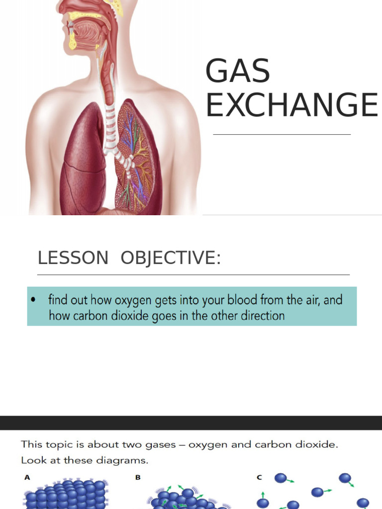 Gas Exchange | PDF