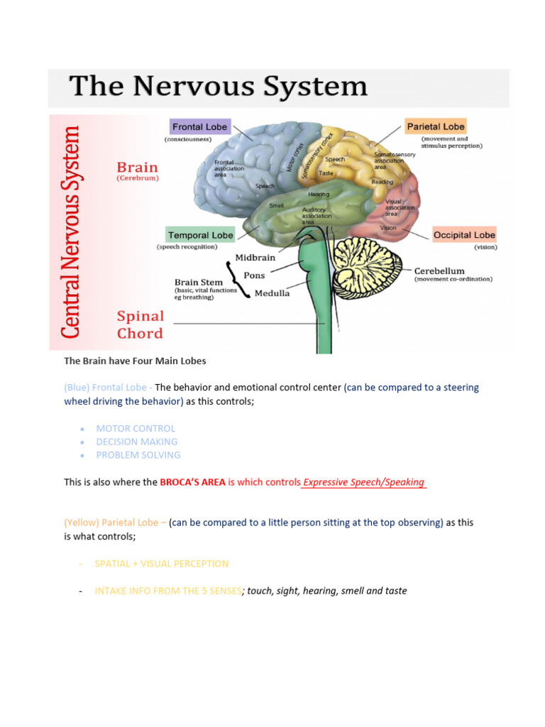 The Brain Have Four Main Lobes: The Behavior and Emotional Control ...