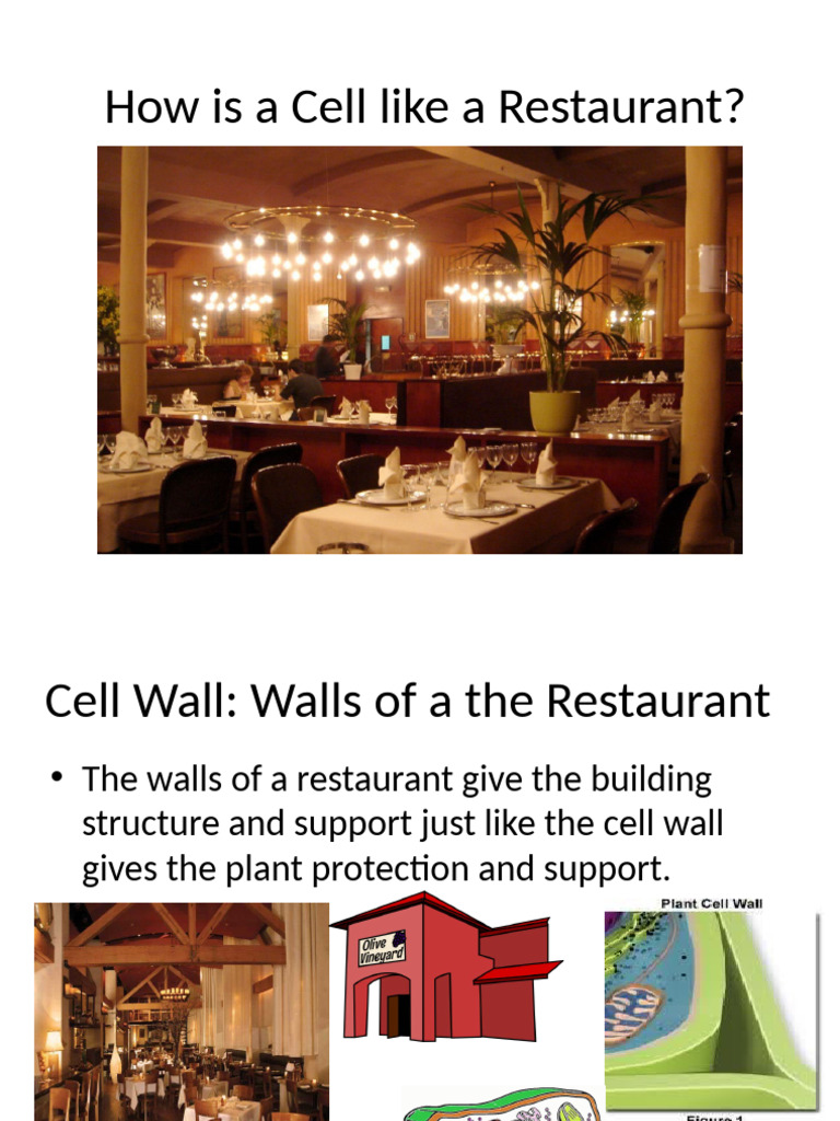 Cell Is Like A Restaurant 2 | PDF