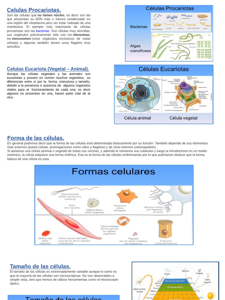 Celulas | PDF