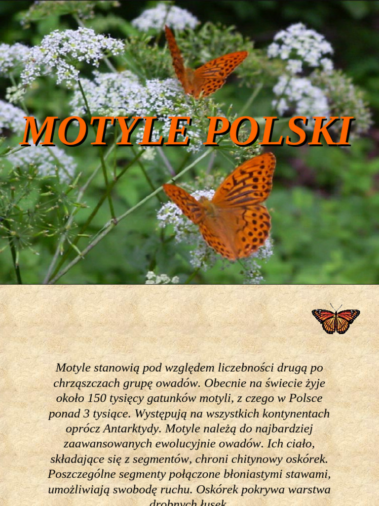 Motyle | PDF