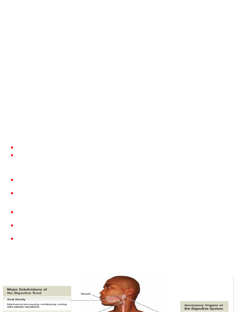 Anatomy IV S4 (3) 2 | PDF