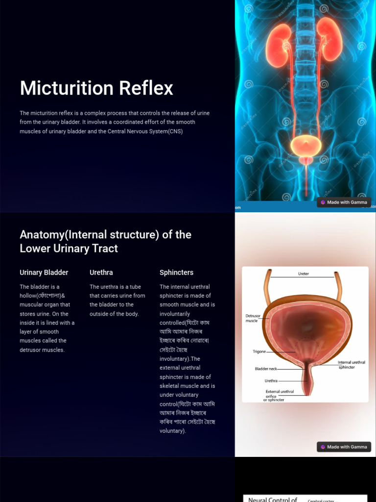 Micturition Reflex | PDF