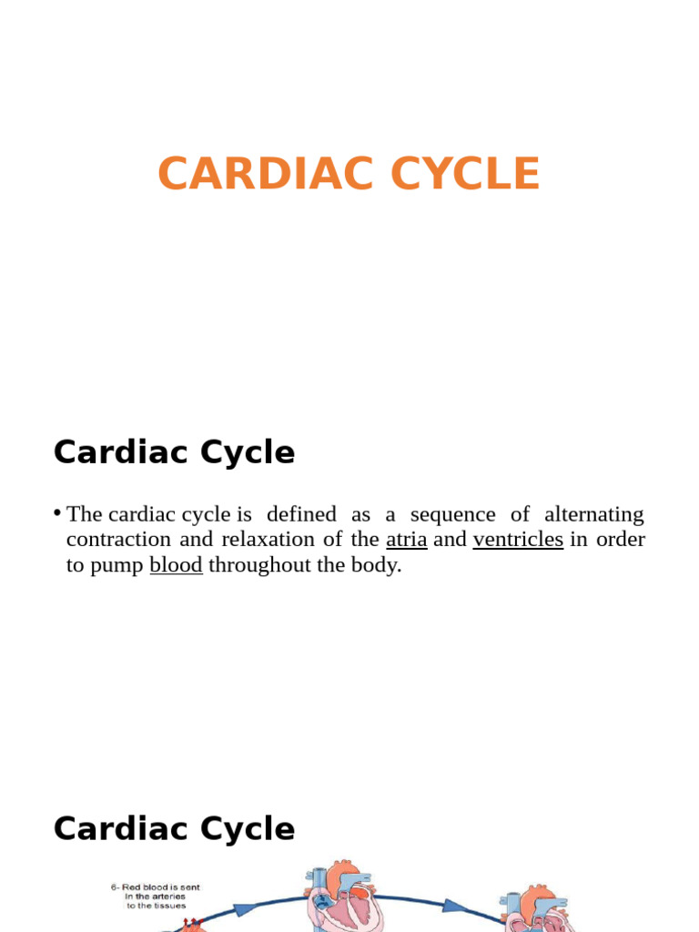 Cardiac Cyclee | PDF