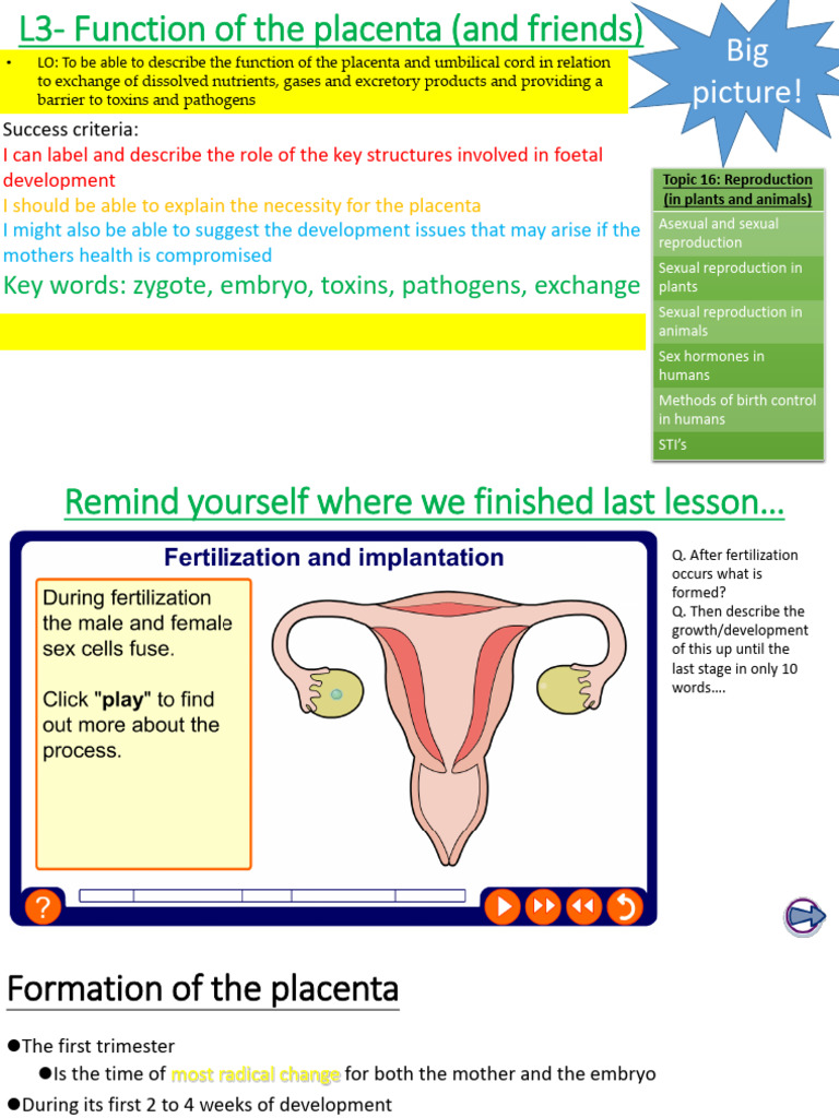 L3 - Function of The Placenta | PDF | Placenta | Science & Mathematics
