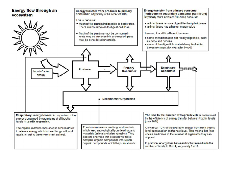 Energy Flow Thru Ecosystem | PDF