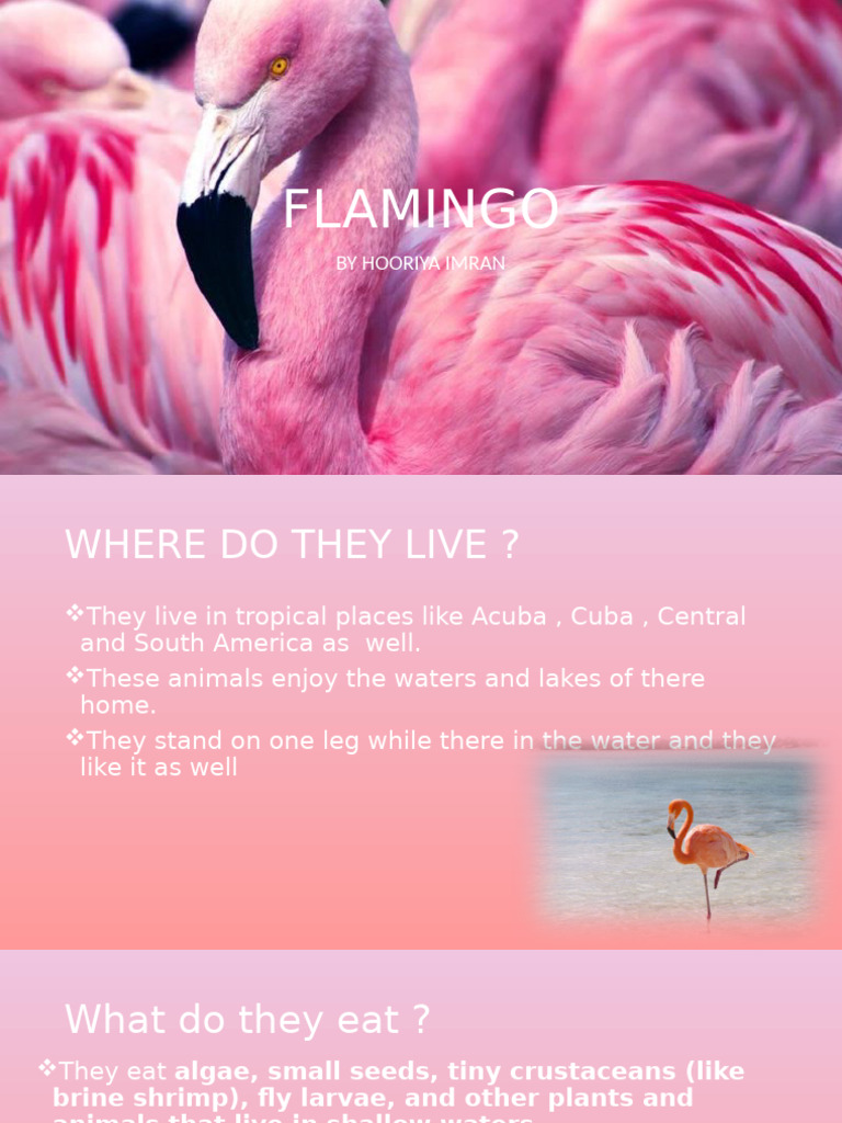 FLAMINO Presentation | PDF