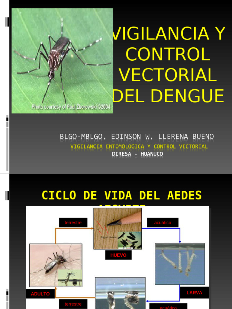 Vigilancia y Control Vectorial Dengue 06-05-24 | PDF