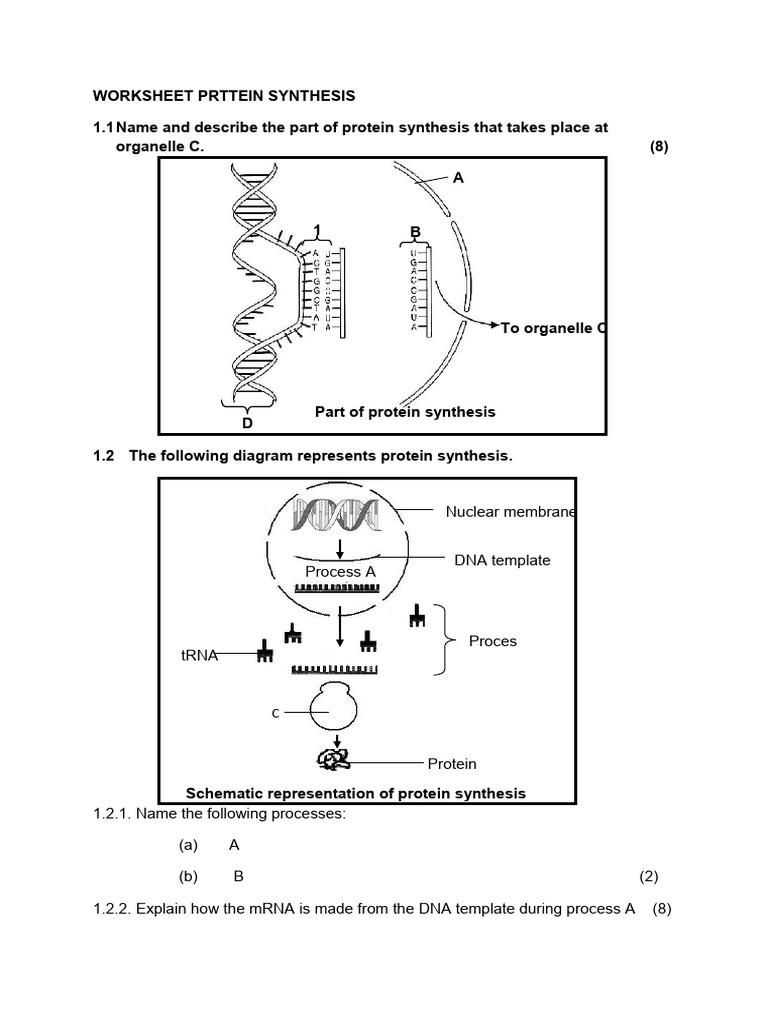 Proteien Synthesis Questions | PDF