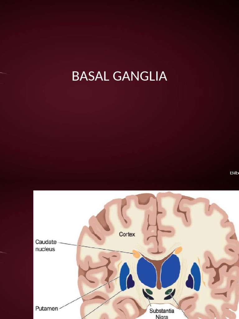 Basal Ganglia | PDF