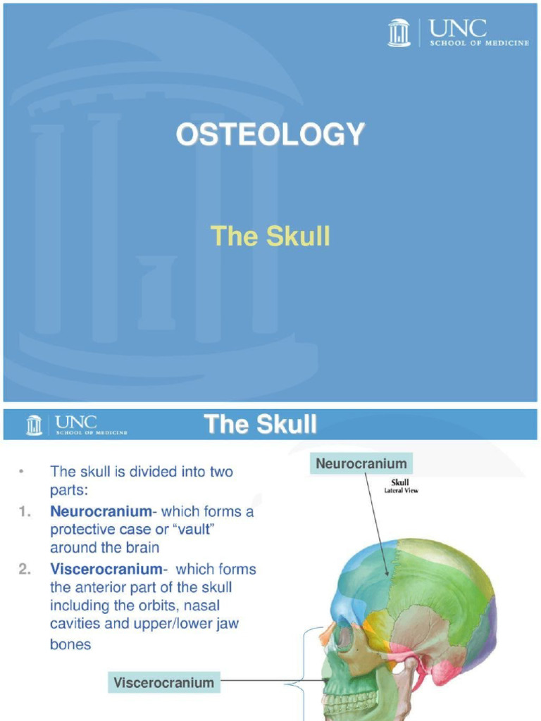 Skull Osteology | PDF