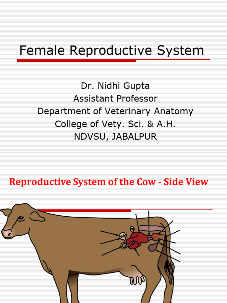 Female Reproductive System | PDF | Uterus | Reproductive System