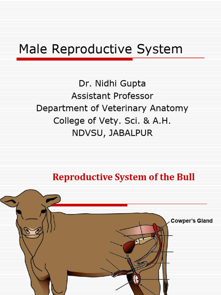 Male Reproductive System | PDF | Prostate | Reproductive System