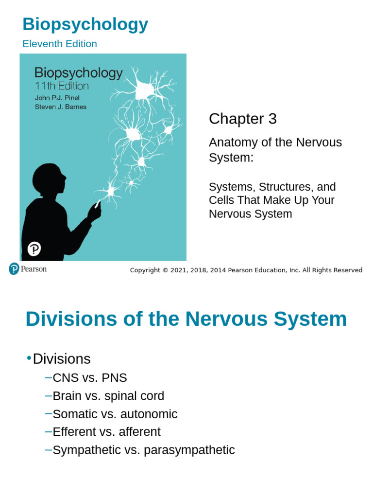 Biopsychology CH 3 Part 2 | PDF