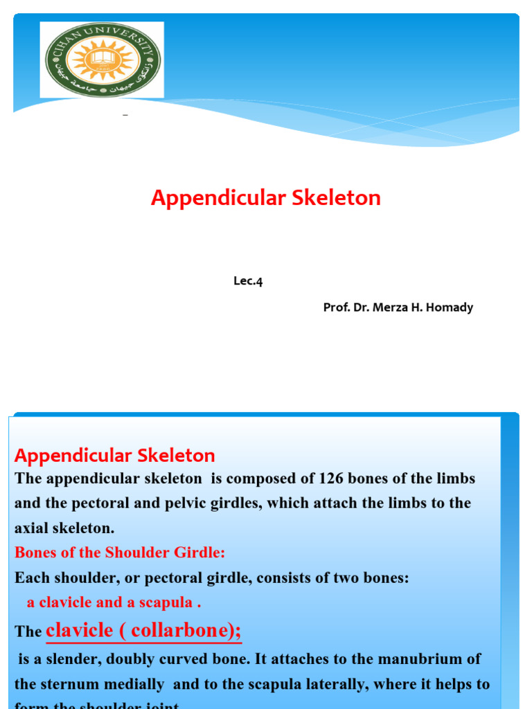 Appendicular Skeleton Lec 4 | PDF
