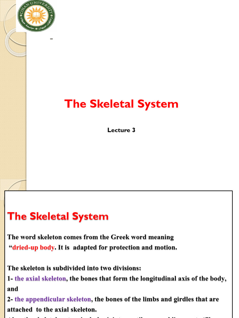 The Skeletal System and Axial Final 3 | PDF