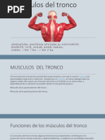 Músculos Del Torso | PDF | Sistema musculoesquelético | Anatomía humana
