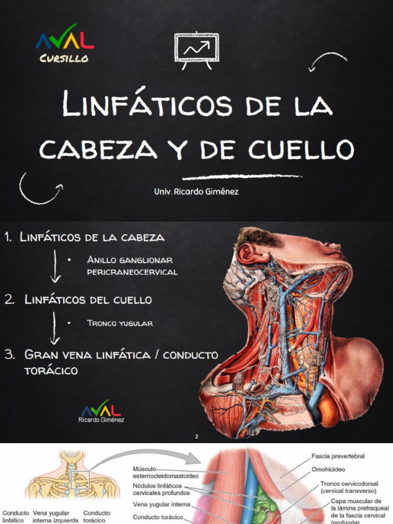 A111. Linfaticos de La Cabeza y Del Cuello | PDF
