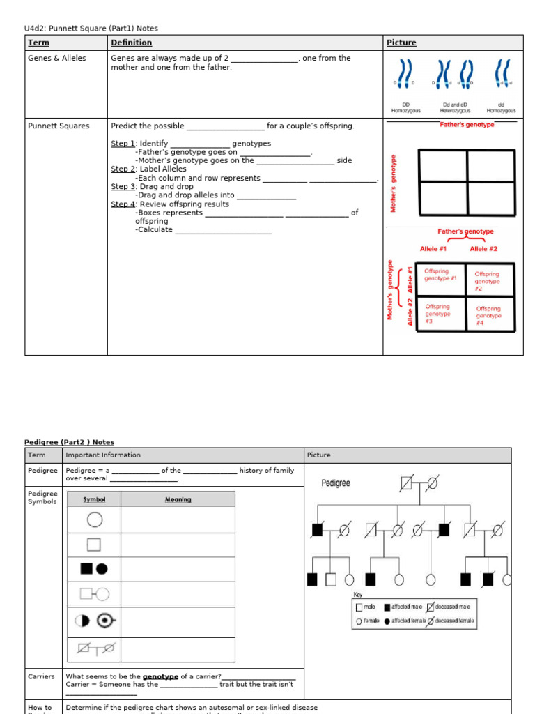 U4+D2+ +Punnett+Squares Pedigrees+Notes | PDF