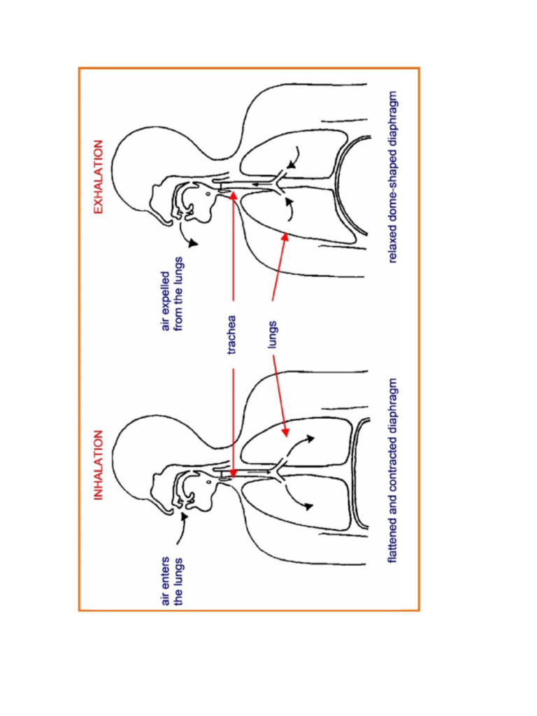 Chapter 3 Respiration and Circulation Worksheet Part 1 | PDF