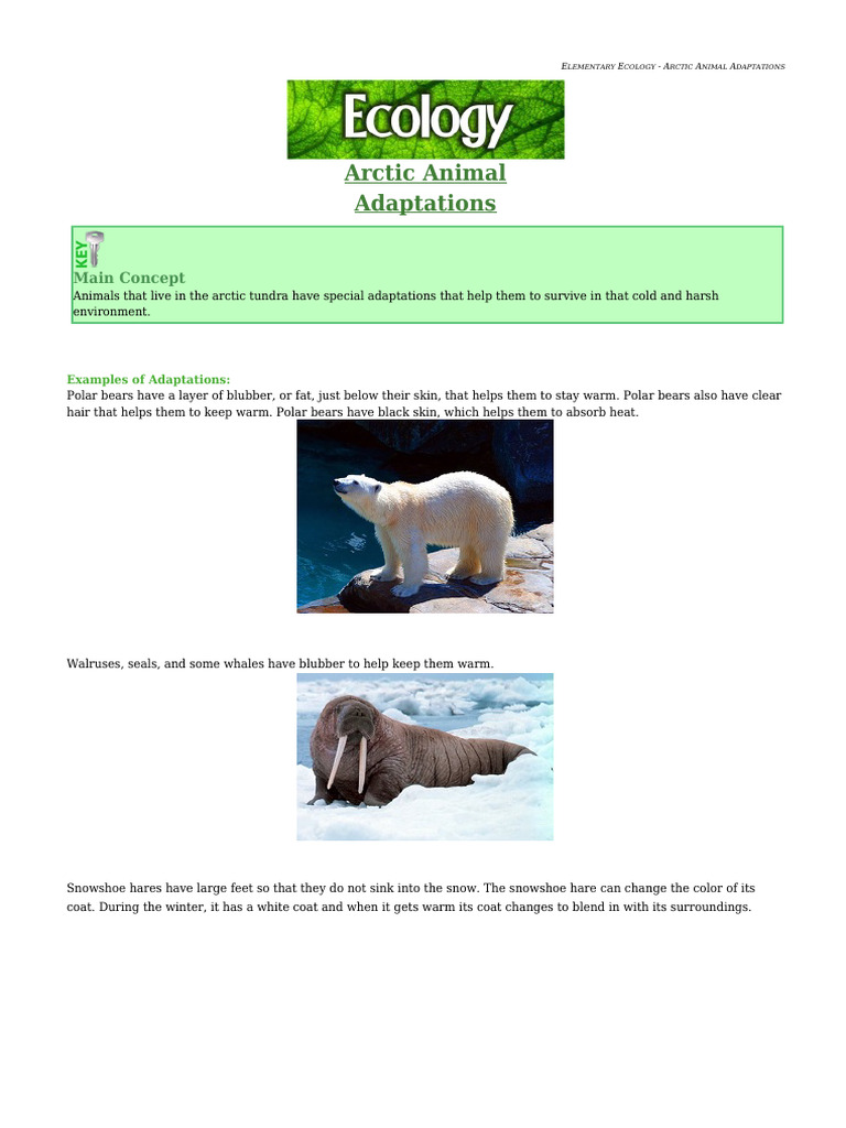 Elementary Ecology - Arctic Animal Adaptations | PDF