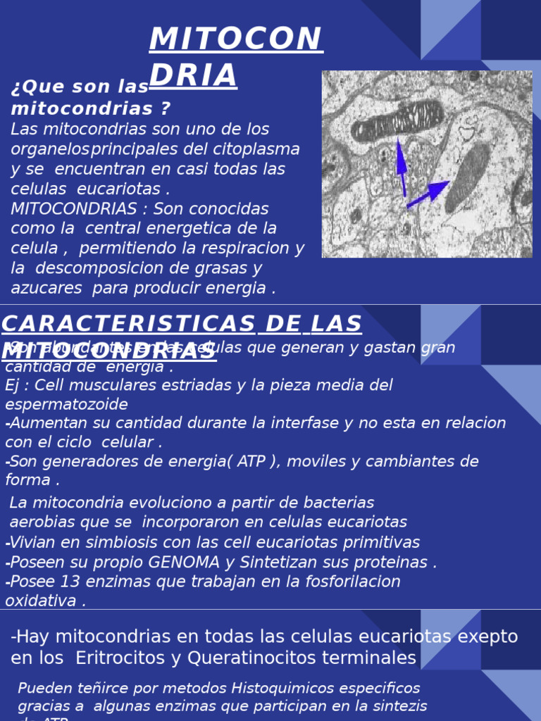 Mitocondria - Centriolo y Mtoc - Cuerpos Basales | PDF